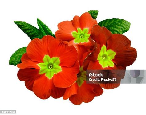 빨간 제비 꽃 백색 격리 클리핑 경로와 배경 근접 촬영입니다 아니 그림자입니다 위한 디자인 자연입니다 꽃 식물에 대한 스톡 사진 및 기타 이미지 Istock