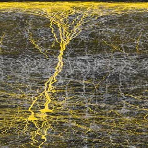 “three Golden Columns” The Neocortex Consists Of Thousands Of Download Scientific Diagram