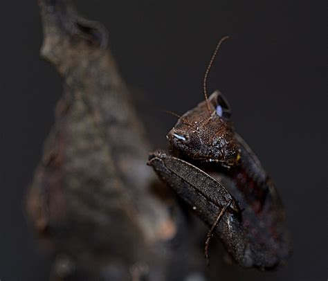 Acanthops Erosula Mantodea Shop Mantids Phasmids And More