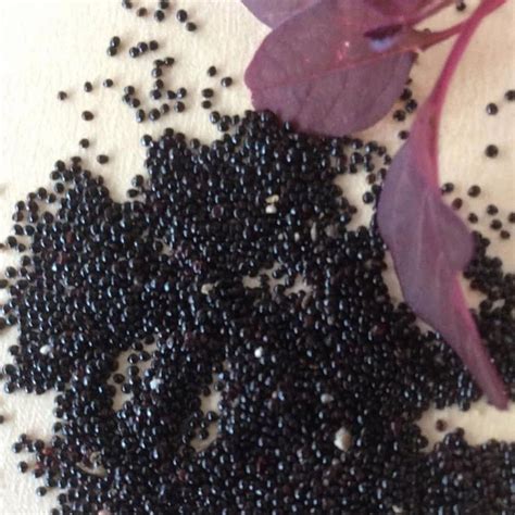 Cleaned Sortex Organic Amaranthus Caudatus Seeds Loose At ₹ 50 Kg In Chennai