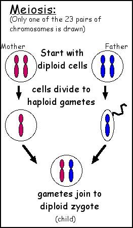 Mitosis Vs Meiosis Haploid Diploid
