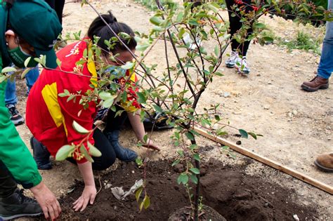Distrito Plantará 2650 Nuevos árboles En La Ciudad Para Celebrar Los