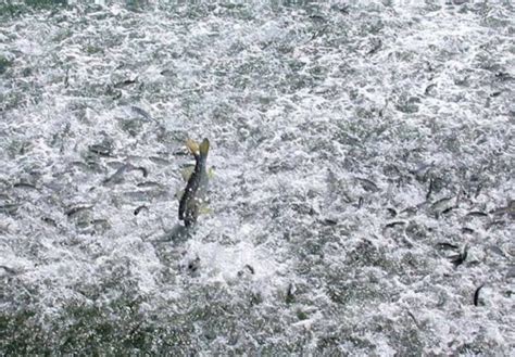 Mullet Mania Annual Mullet Migration Triggers Feeding Frenzy By