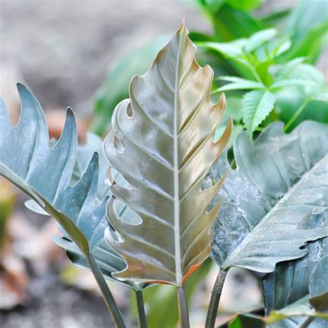 Philodendron Caramel Pluto