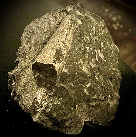 Limestone With Fossilized Bone Or Tree Root Fossil Id The Fossil