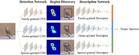 Figure 2 From Multiple Granularity Descriptors For Fine Grained Categorization Semantic Scholar