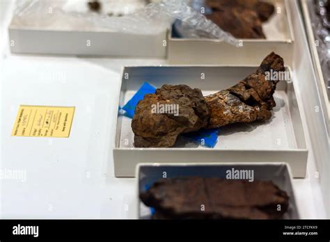 Fossils Being Repaired In A Paleontology Laboratory Reconstructing