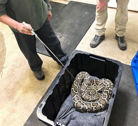 Nine Foot Long Burmese Python Seized From B C Home Bc News