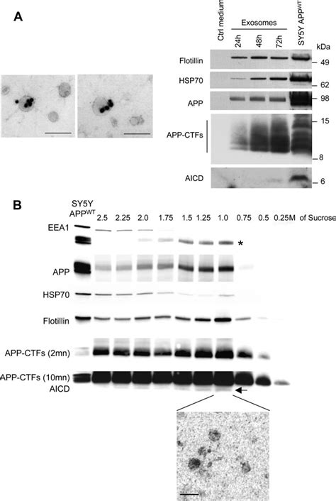 App App Ctfs And Aicd Are Secreted And Co Sedimented With Exosome