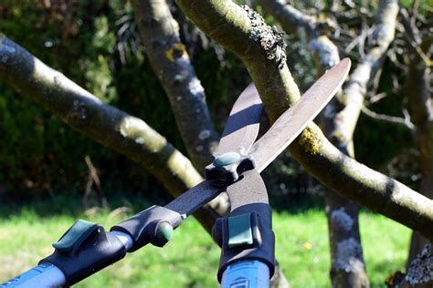 New Minimum Industry Standards For Pruning