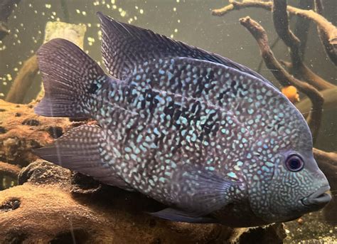 Can Anyone Help Sex This Texas Cichlid R Cichlid