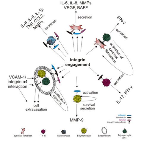Engagement With Fibronectin Laminin Or Collagen Binding Integrins