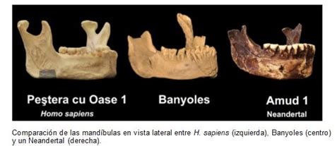Jawbone In Banyoles May Be Homo Sapiens Earliest Fossil Found In Europe