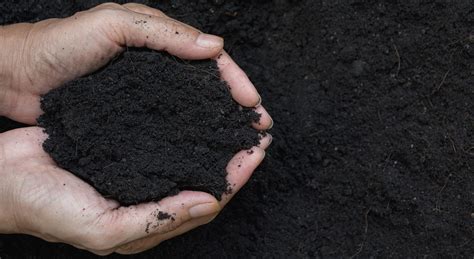 Digging Deep The Hidden Benefits Of Topsoil In Your Garden Huskiez
