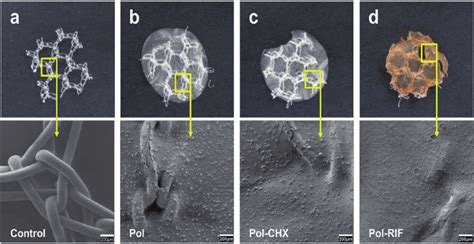 Macroscopic Pictures And SEM Micrographs Of Different Meshes A Nude Download Scientific