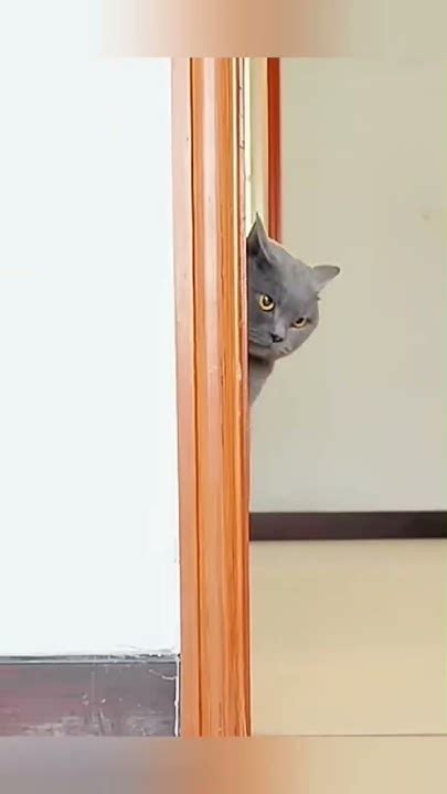Cat Cute Youtube