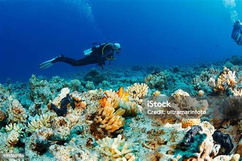 수중 풍경 스쿠버 다이버와 산호색 및 아네모네 Clownfish 스쿠버 다이빙에 대한 스톡 사진 및 기타 이미지 스쿠버