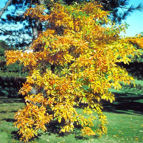 Sassafras Trees For Sale