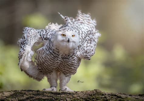 Взъерошенная птица 40 фото красивые фото и картинки Pofoto Club