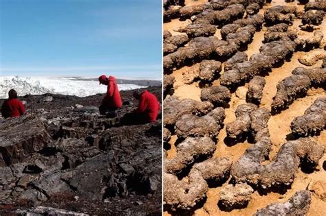 Worlds Oldest Fossils Found On Ancient Sea Bed Could Hold Important
