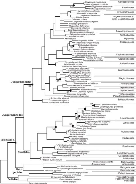 Bayesian Consensus Tree Of 100 Randomly Selected Trees From The