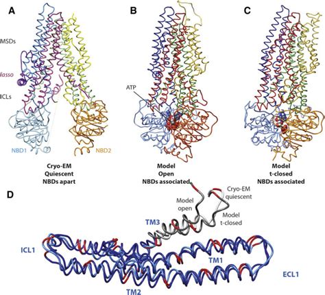 Cftr Structure Journal Of Cystic Fibrosis