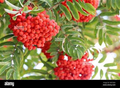 Rowan Berries Growing On A Tree Branches On Sky Background Medicinal