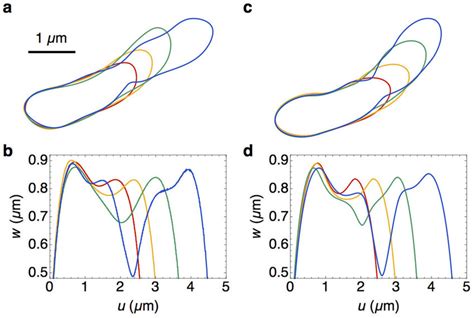 Comparison Of Experimental And Model Cell Contours And Width Profiles Download Scientific