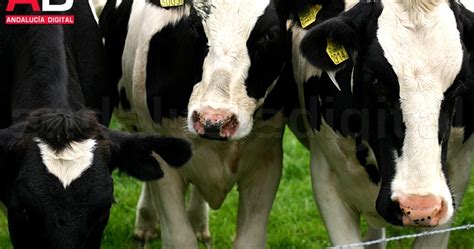 La Junta Destinará 46 Millones De Euros A Ayudas Para Garantizar La
