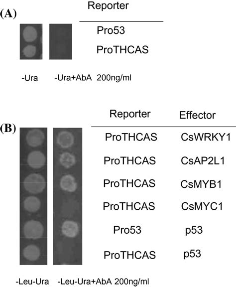 Yeast Onehybrid Assays Indicating Interaction Of Csap2l1 Csmyb1