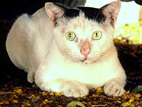 Alert Cat By Darkrider14 On Deviantart