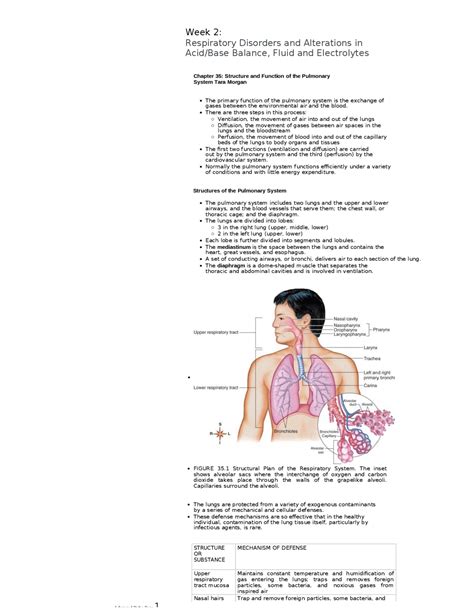 Structure And Function Of The Pulmonary System Exams Nursing Docsity