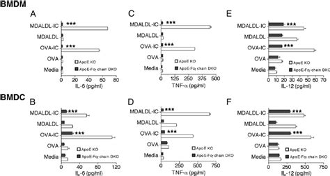 Reduced Il 6 Secretion By Bmdm And Bmdc Of Apoe Fc G Chain Dko Mice Download Scientific