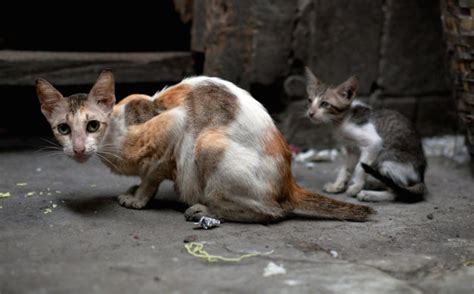 Everything You Need To Know About Cat Hemorrhoids