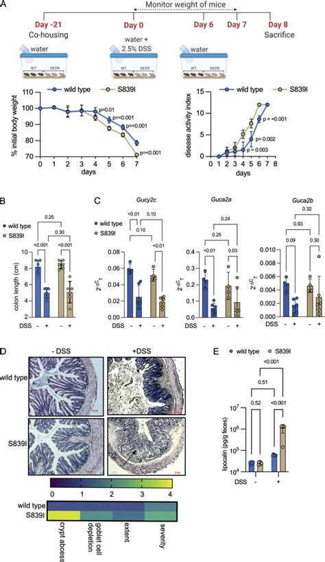 Mutant S839i Mice Show Enhanced Susceptibility To Chemical Induced