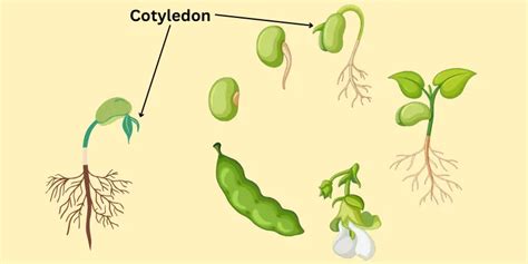 What Is Seed Cotyledon Secret Behind Healthy Plants