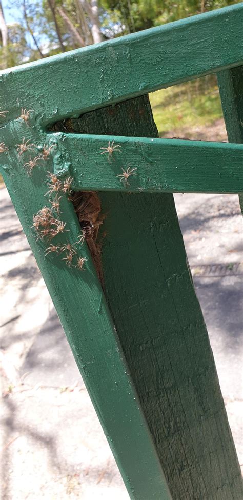 Spider Id Papua New Guinea R Spiders