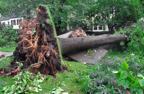 Landscaping Solutions For Hurricane Season Preparation