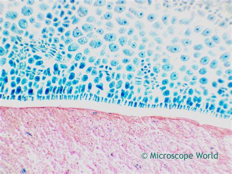 Microscope World Blog Fruit And Flower Microscope Slides