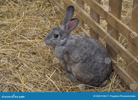 Picture A Gray Rabbit Sits On A Haystack In The Farm Stock Image