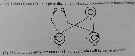 A Label 1 And 2 In The Given Diagram Showing Sex Determination In H