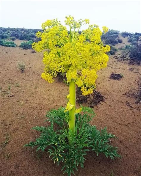 Asafetida Plant