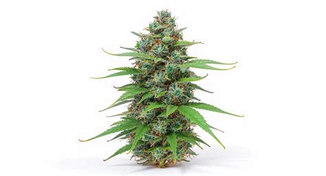 Strawberry Strain Effects Benefits Thc Grow And Faqs
