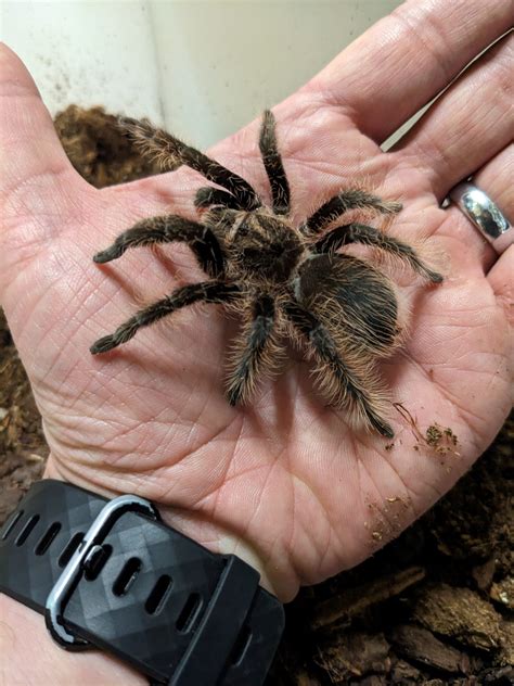Curly Hair Tarantula Habitat