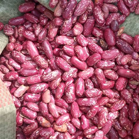 Rose Coco Beans Yield Per Acre Rose Coco Beans Price Kenya