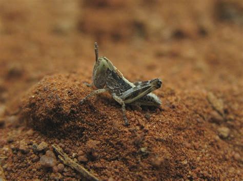Australian Plague Locust Identification Field Guide Agriculture And Food