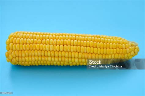 블루 배경에 대한 스위트 콘 컬러 배경에 맛있는 달콤한 옥수수 코브플랫 평신도 구성 푸른 배경에 잘 익은 생 옥수수의 덩어리 맨