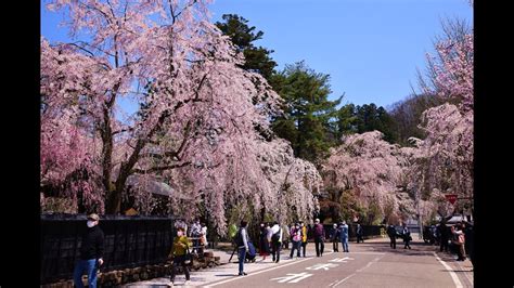 Jg8k Hdr 秋田 角館の桜絶景 完全版 重伝建の天然記念物桜人力車と徒歩桧木内川の名勝桜古城山の絶景 Akita