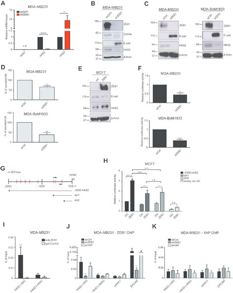 Zeb1 Directly Regulates Has2 Expression A Mrna Analysis Of Has1