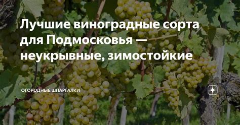 Лучшие виноградные сорта для Подмосковья — неукрывные, зимостойкие ...